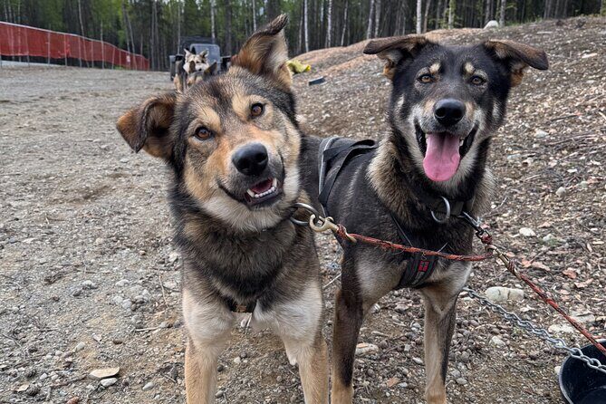Anchorage's Authentic Dog Sledding Experience - The Experience in Context