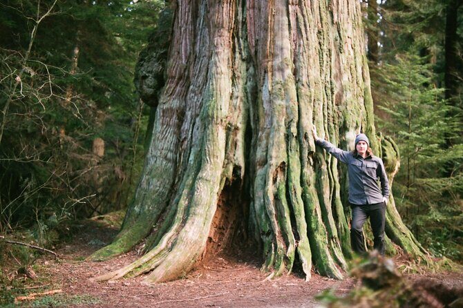 Ancient Trees of Vancouver Walking Tour - Why This Tour Stands Out