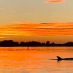 Anna Maria Island and Bradenton: Sunset Kayak Dolphin Tour - The Experience in Detail