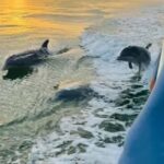 Anna Maria Island: Sunset Dolphin Cruise - What You Can Expect During the Tour