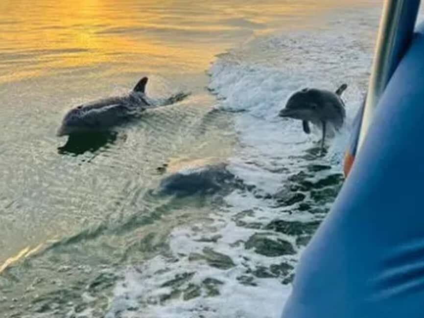 Anna Maria Island: Sunset Dolphin Cruise - What You Can Expect During the Tour