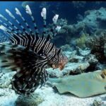 Aquatic Wonderland: Discover Meso's Magic" - Practical Considerations and Tips