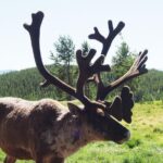 Arctic Day: Yukon Wildlife & Hot Springs Tour | half day - An Honest Breakdown of the Tour