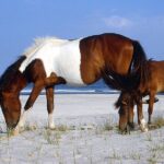 Assateague Island Cruise Departs from Ocean Pines - What You Can Expect on the Trip
