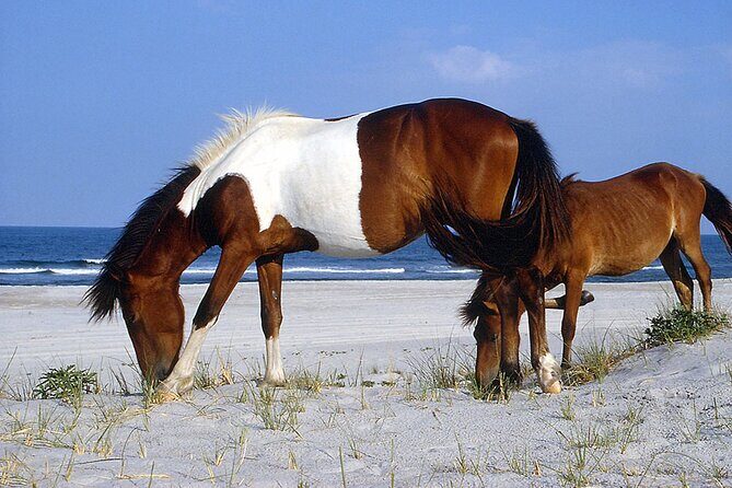 Assateague Island Cruise Departs from Ocean Pines - What You Can Expect on the Trip