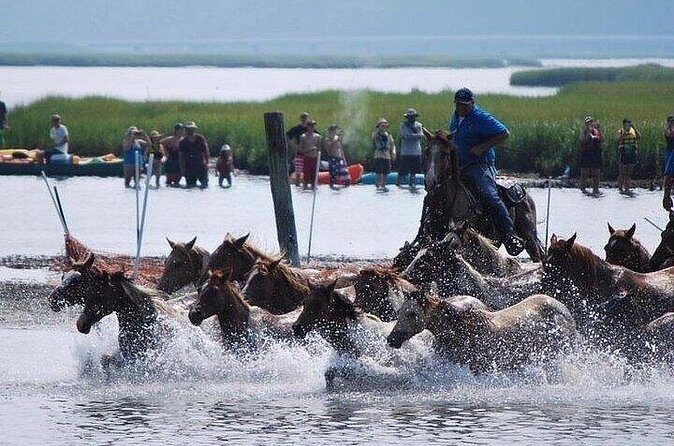 Assateague Island Kayak Tours and Ponies Experience - The Price and Its Value
