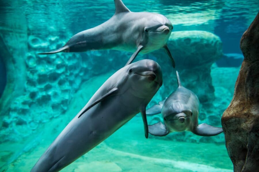 Atlanta: Georgia Aquarium Skip-the-Box-Office Entry Ticket - Who Should Visit the Georgia Aquarium?