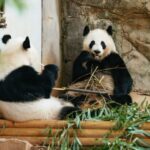 Atlanta: Zoo Atlanta General Admission Ticket - What the Reviews Say