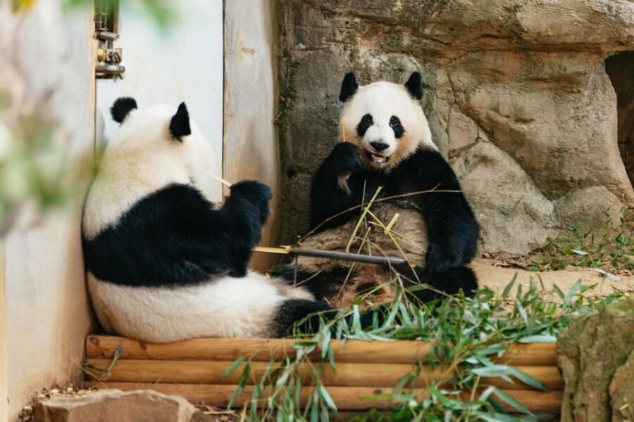 Atlanta: Zoo Atlanta General Admission Ticket - What the Reviews Say