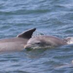Atlantic City: Dolphin Watching Ocean Cruise Adventure - What You Can Expect on the Cruise