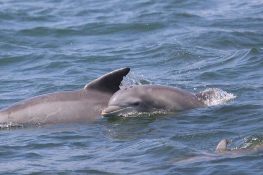 Atlantic City: Dolphin Watching Ocean Cruise Adventure - What You Can Expect on the Cruise