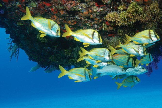 ATV Extreme and Snorkel Combo Tour from Cancun - Why This Tour Delivers Good Value