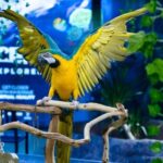 Austin Aquarium Entry Ticket - Why the Austin Aquarium Is Worth Visiting