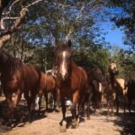 Award-winning Classic Horseback Ride (max. 6 riders) - Authentic Connection with Rescued Horses