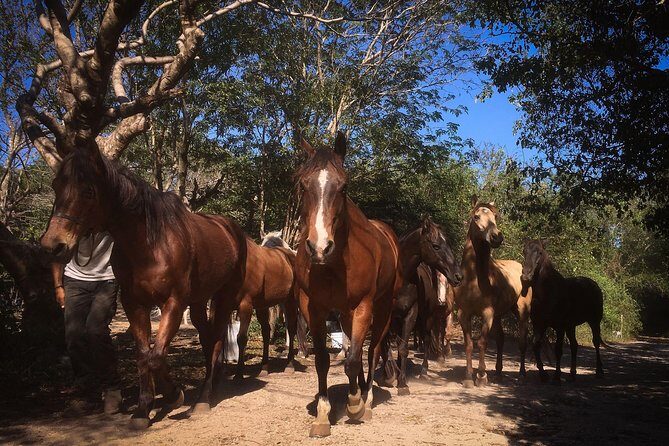 Award-winning Classic Horseback Ride (max. 6 riders) - Authentic Connection with Rescued Horses