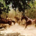 Award-winning Private Classic Horseback Ride - The Ride Experience