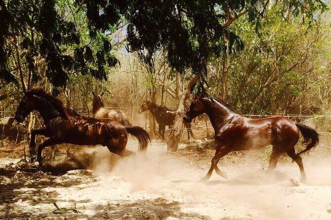 Award-winning Private Classic Horseback Ride - The Ride Experience