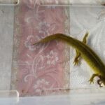 Axolotl Tour from CDMX - The Cost and Overall Value