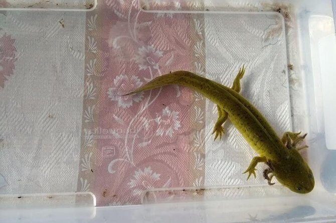 Axolotl Tour from CDMX - The Cost and Overall Value