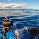 Azores: Swim with Dolphins Atlantic Experience - The Itinerary in Detail