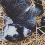 Baby Goat Cuddling and Wine Tour - Who Will Love This Tour?