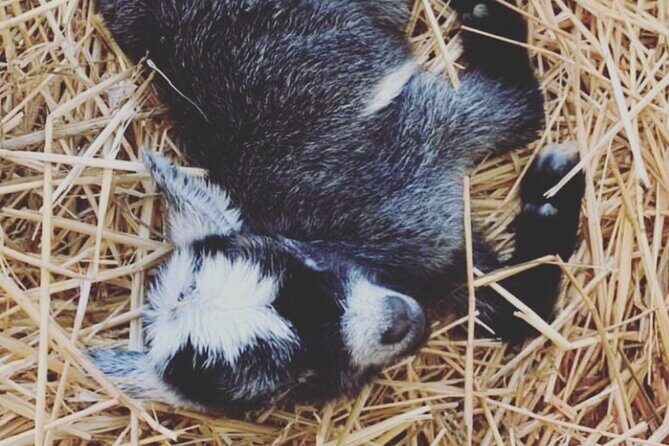 Baby Goat Cuddling and Wine Tour - Who Will Love This Tour?