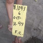 Baby Sea Turtle Releasing Sightseeing Tour with Luis de la Maza - Considerations and Practical Notes