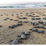 Baby Sea turtles release in Puerto Escondido - An In-Depth Look at the Experience