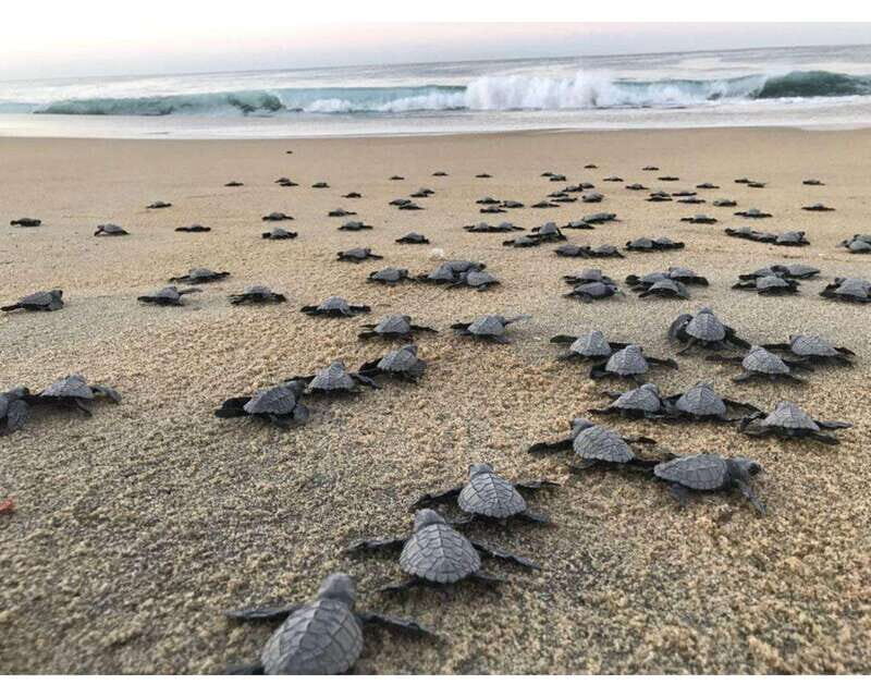 Baby Sea turtles release in Puerto Escondido - An In-Depth Look at the Experience
