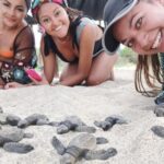 Baby Turtle Release - Detailed Breakdown of the Itinerary