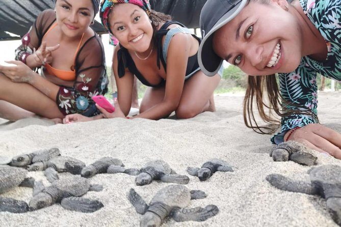 Baby Turtle Release - Detailed Breakdown of the Itinerary