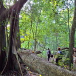 Bacalar: Calakmul Ruins Day Trip with a Stop In The Jungle - The Value of the Experience