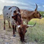 Bandera: Ranch Visit with Longhorns and Horses - A Closer Look at the Itinerary
