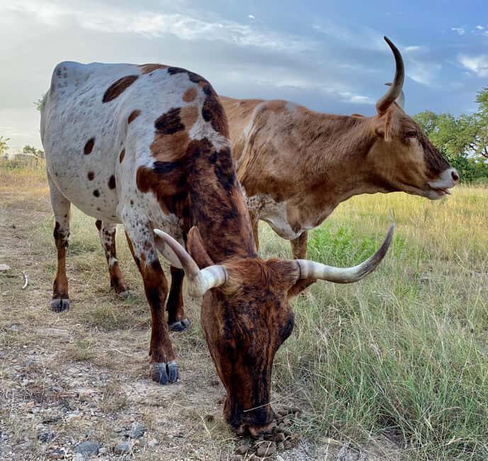 Bandera: Ranch Visit with Longhorns and Horses - A Closer Look at the Itinerary