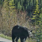 Banff and Yoho Winter Wonderland Private Tour - Comfort and Practicalities