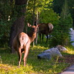 Banff/Canmore/Calgary: Moraine Lake and Lake Louise Guided - The Practical Side of the Tour