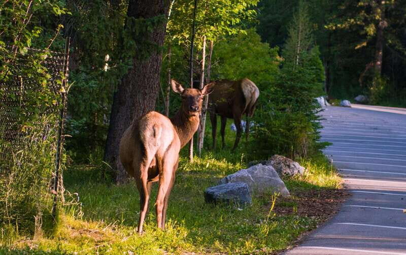 Banff/Canmore/Calgary: Moraine Lake and Lake Louise Guided - The Practical Side of the Tour