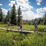 Banff: Edible and Medicinal Plants Nature Walk - The Itinerary: What to Expect