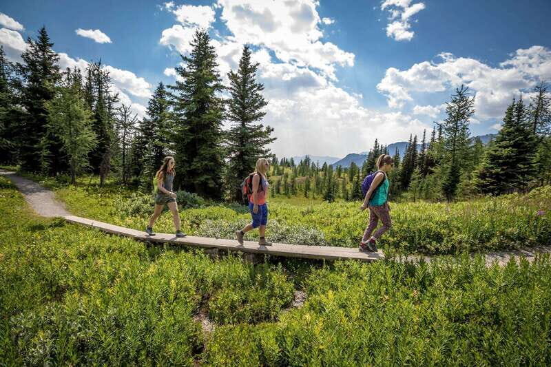 Banff: Edible and Medicinal Plants Nature Walk - The Itinerary: What to Expect