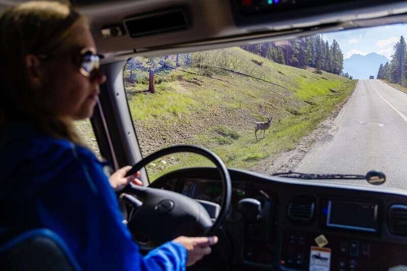 Banff: Evening Wildlife Safari Guided Tour - Authentic Experiences & Testimonials from Travelers