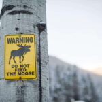Banff: Explore Winter Nature Walk - Ice Cleats Included 2H - What Makes This Tour Special?
