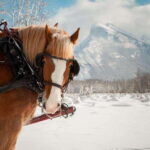 Banff: Family Friendly Horse-Drawn Sleigh Ride - Considering the Cost