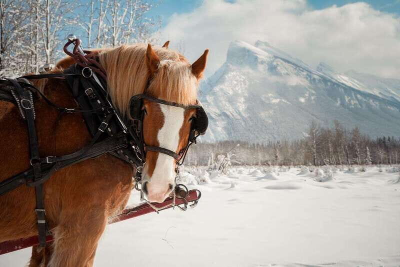 Banff: Family Friendly Horse-Drawn Sleigh Ride - Considering the Cost