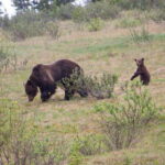 Banff: Guided Nature Walk with Bear Country Safety Tips - Who Would Enjoy This Tour?