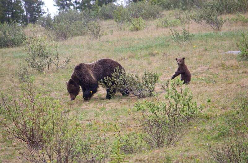 Banff: Guided Nature Walk with Bear Country Safety Tips - Who Would Enjoy This Tour?