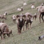 Banff Highlights & Wildlife | Award-Winning Small Group Adventure - Final Thoughts