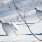 Banff: WILD ICE Winter Adventure - Ice Cleat Included - Why It Works Well for Non-Skaters