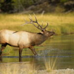 Banff: Wildlife on the Bow | Big Canoe Tour - The Itinerary in Detail