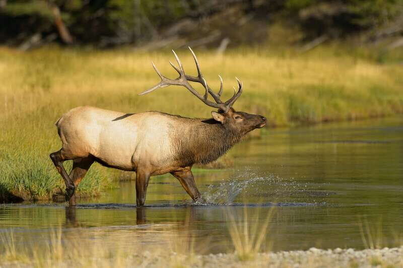 Banff: Wildlife on the Bow | Big Canoe Tour - The Itinerary in Detail