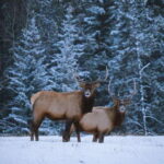 Banff: Winter Wilderness Walk with Wildlife Tracking - 2hrs - Practical Details and Value